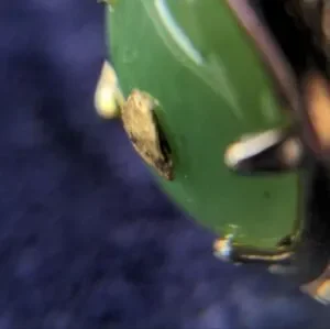 Jewelry | Solid 14k Gold Nugget On Natural Green Jade Stone Vintage ...